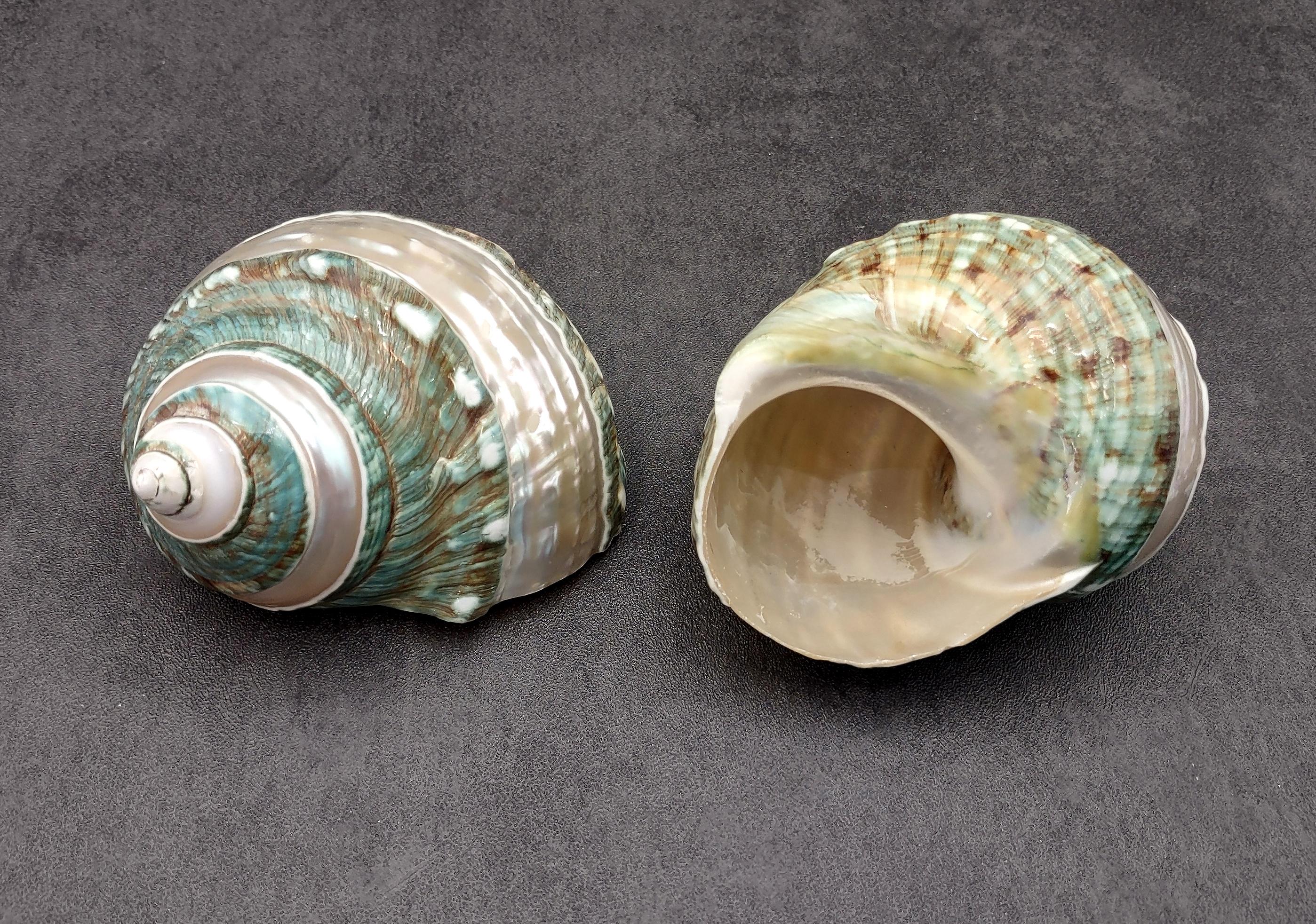 Polished Jade Green Turbo Seashell With Pearlized Stripe Turbo Burgessi ...