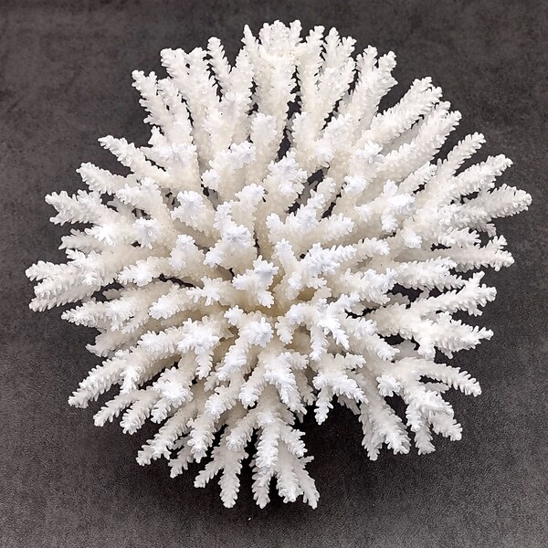 Large White Coral - Etsy