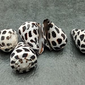 Medium Hebrew Cone Seashells Conus Ebraeus 5 Shells Approx. 1 Inches ...