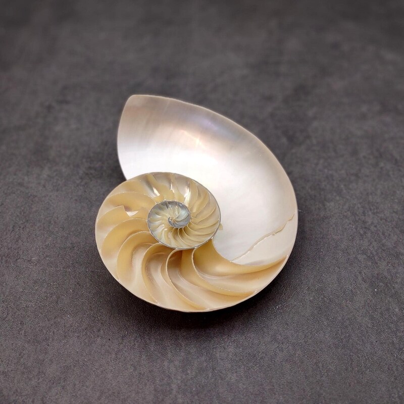 Chambered Nautilus - Etsy