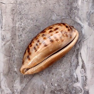 Tortoise Cowrie Seashell Cypraea Testudinaria 1 Shell Approx. 4-4.5 ...