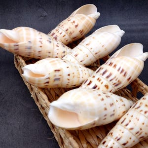 Marlinspike Auger Seashell Terebra Maculata (1 Shell Approx. 6-7 ...