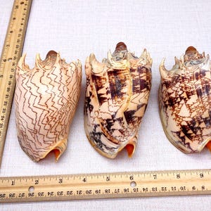 Imperial Volute Seashell Voluta Imperialis (1 Shell Approx. 5+ Inches ...