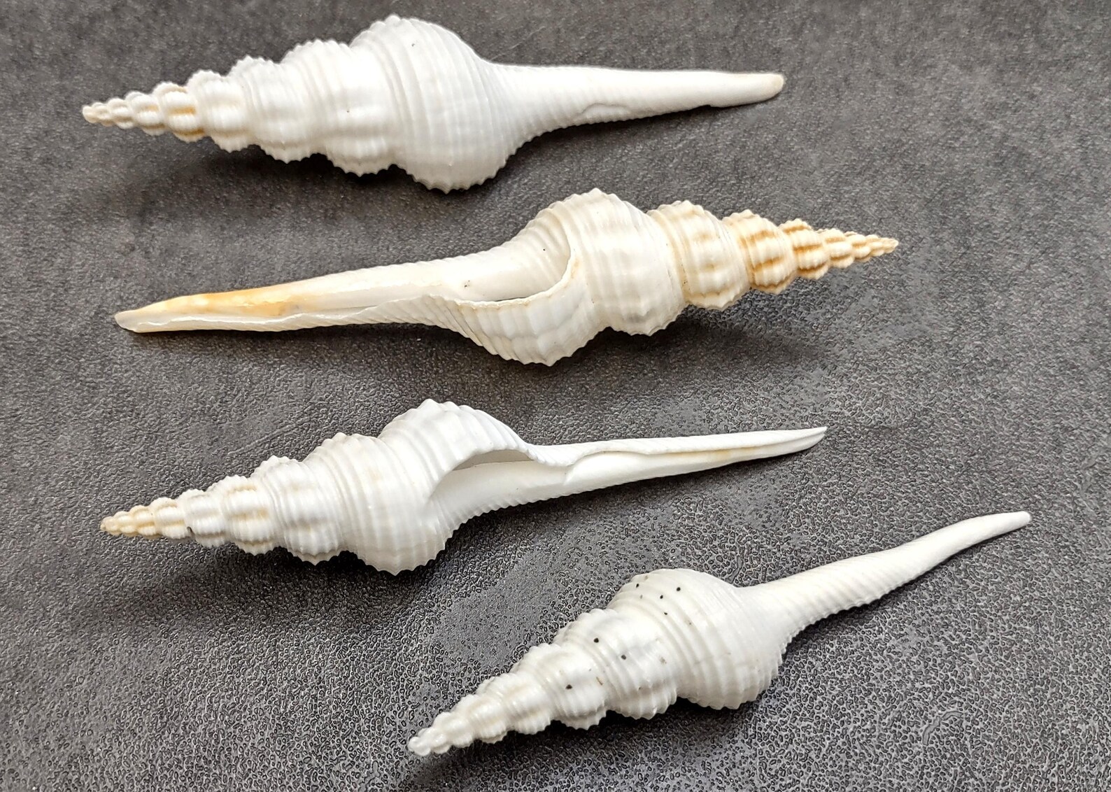 Distaff Spindle Seashells White Fusinus Colus (4 Shells Approx. 3 ...
