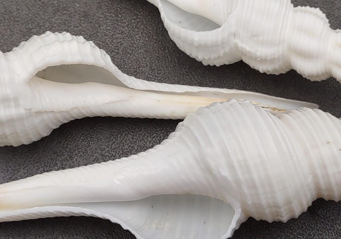 Distaff Spindle Seashells Fusinus Colus (3 Shells Approx. 4+ Inches ...