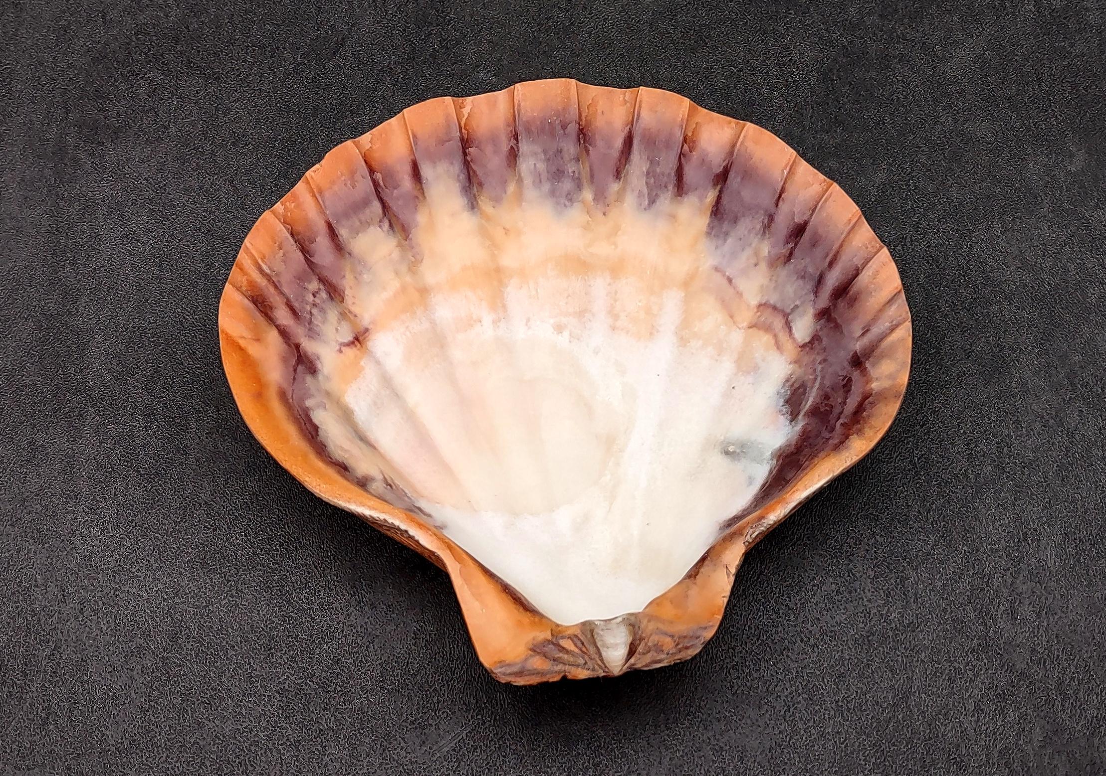 Polished Orange Lions Paw Scallop Seashell Pecten Subnodosus (1 Shell ...