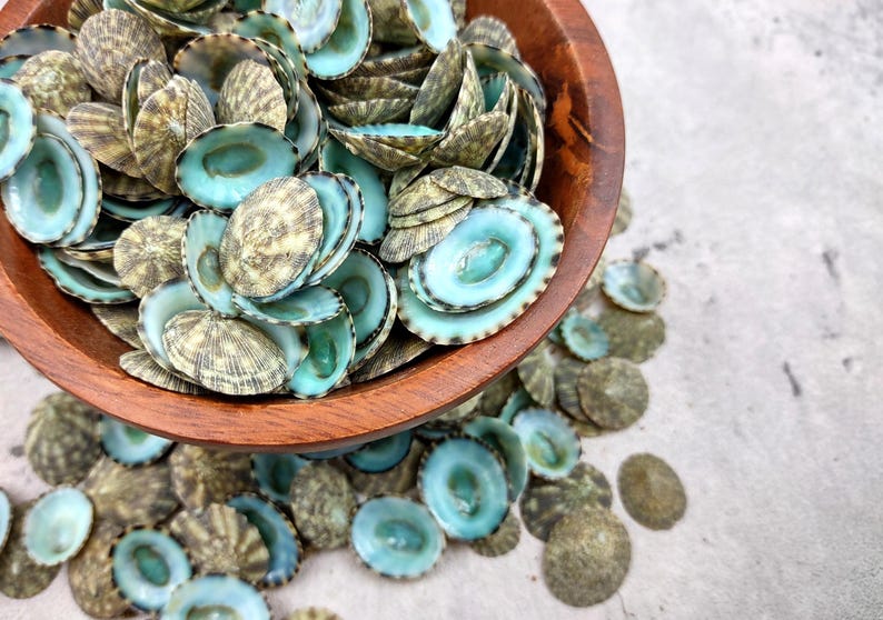 Green Limpet Seashells Sutorria Mesoleuca (1 Cup Approx. +/-220 Shells ...