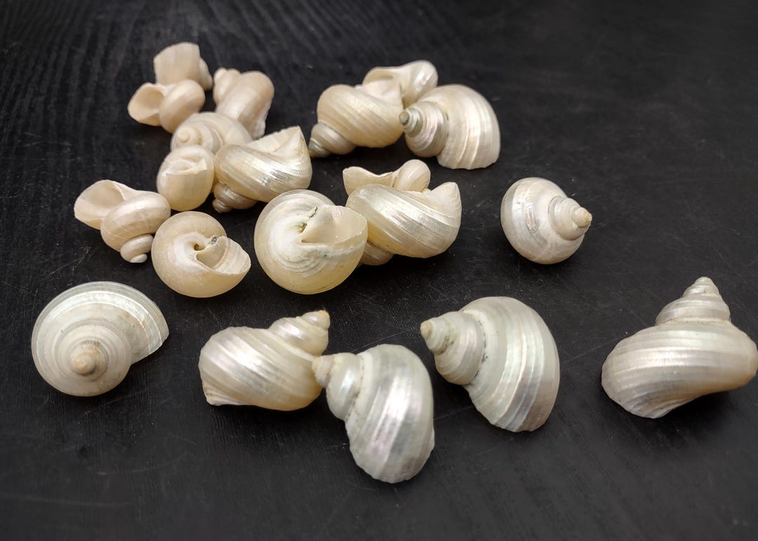 Pearlized Turbo Seashells (10 Shells Approx. 0.75+ Inches) Neat Shells ...