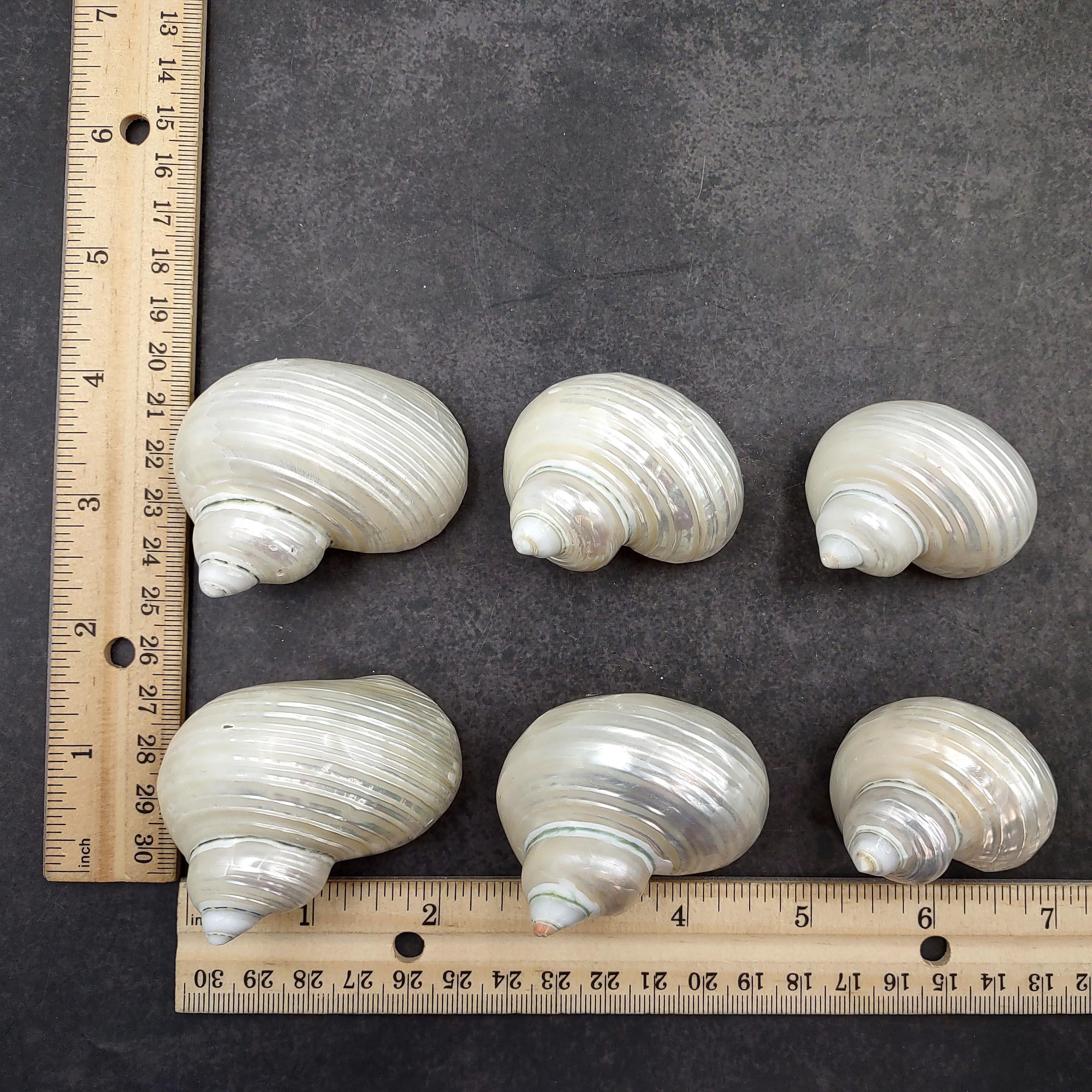 Pearlized Jade Turbo Seashell Turbo Burgessi (1 Shell Approx. 2.25 ...