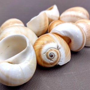 Shark Eye Moon Seashells Polinices Duplicatus 10 Shells Approx. 1 ...