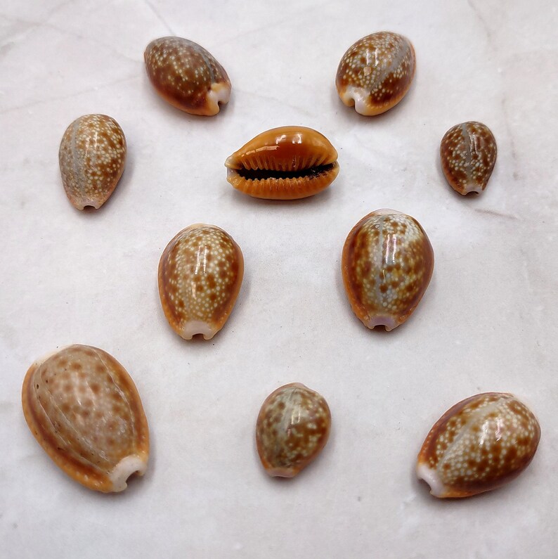 Honey Cowrie Seashells Polished Naria Helvola (10 Shells Approx. 0.5 ...