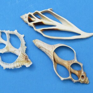 XL Assorted Sliced Center Cut Seashells 3 Shells Approx. 3-4 Inches - Etsy