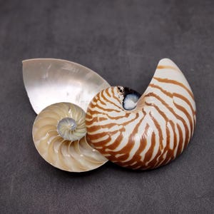 Natural Nautilus Seashell Half Cut Pairs Nautilus Pompilius (1 Shell ...