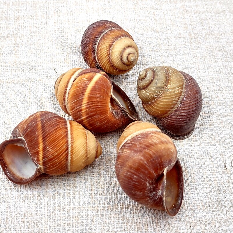 Apple Snail Shell - Etsy
