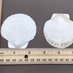 Small Scallop Baking Dish Seashells Pecten Yessoensis (8 Shells Approx ...