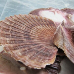Mexican Flat Scallops Pecten Vogdesi 10 Shells Approx. 2-3 Inches - Etsy
