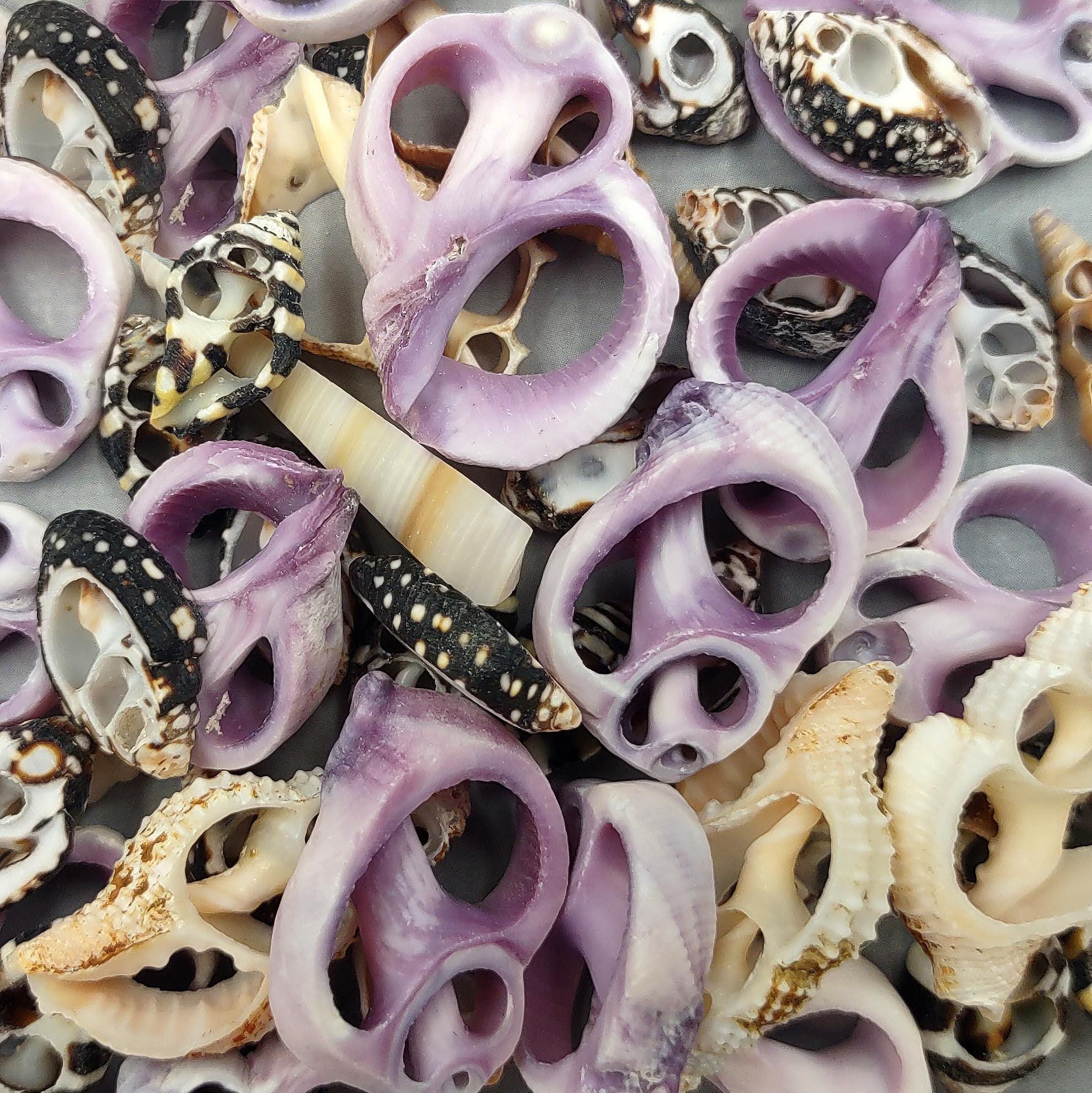 Small Assorted Sliced Seashells - (10 Shells Approx. 3/8 - 1 Inch) - Etsy