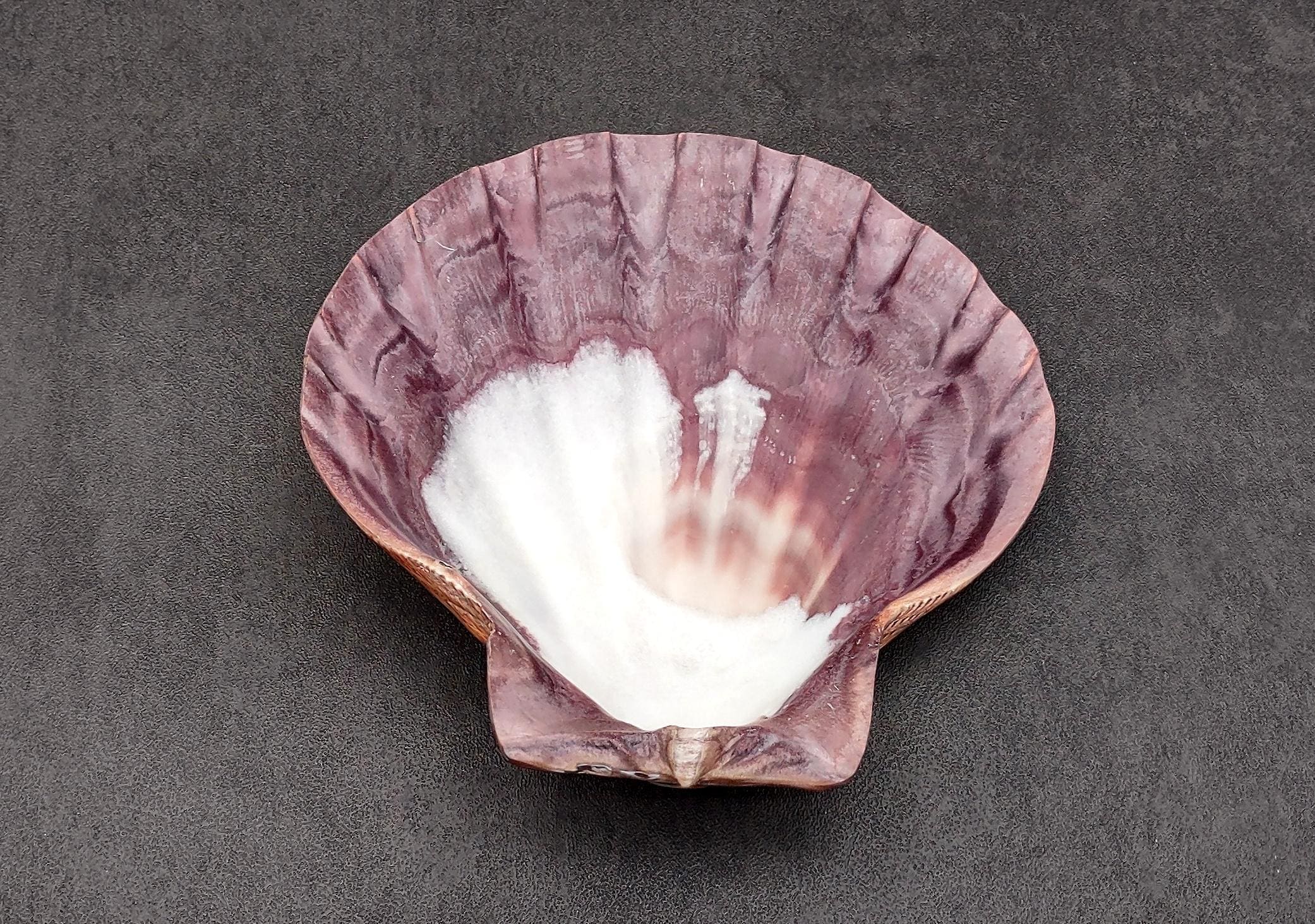 Polished Orange Lions Paw Scallop Seashell Pecten Subnodosus (1 Shell ...