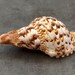 Giant Frog Seashell Bursa Bubo 1 Shell 4-5 Inches - Etsy