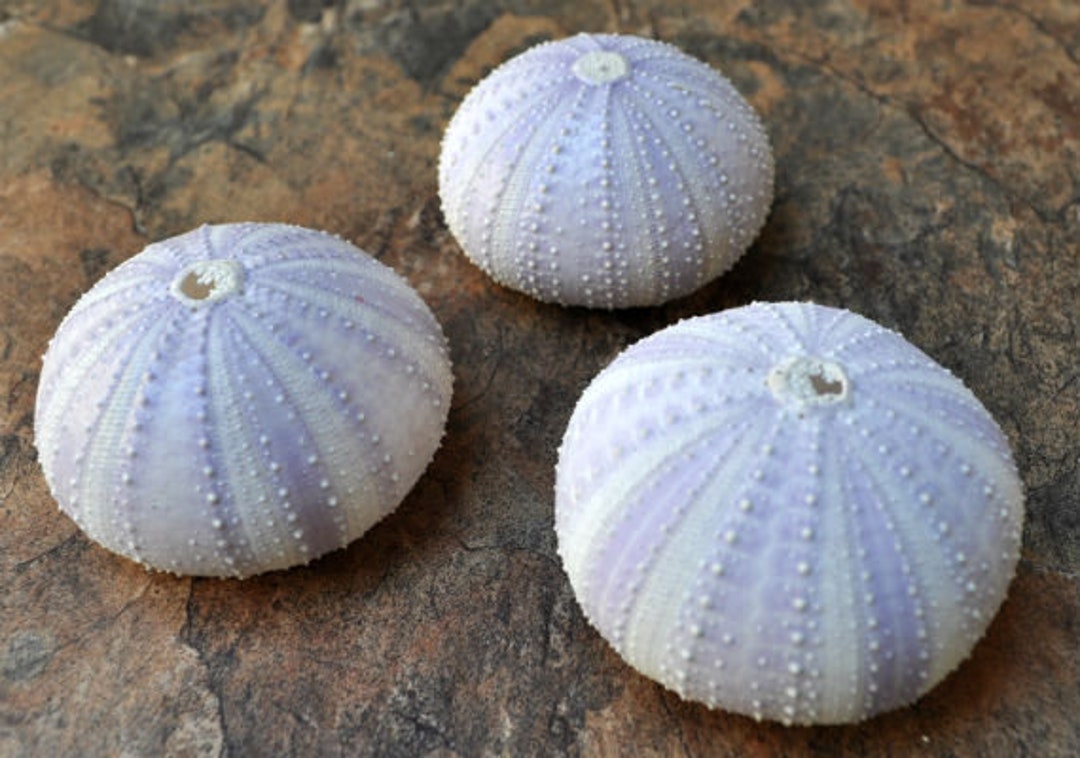 Purple Sea Urchins Strongylocentrotus Purpuratus 3 Urchins, Approx. 2-3 ...