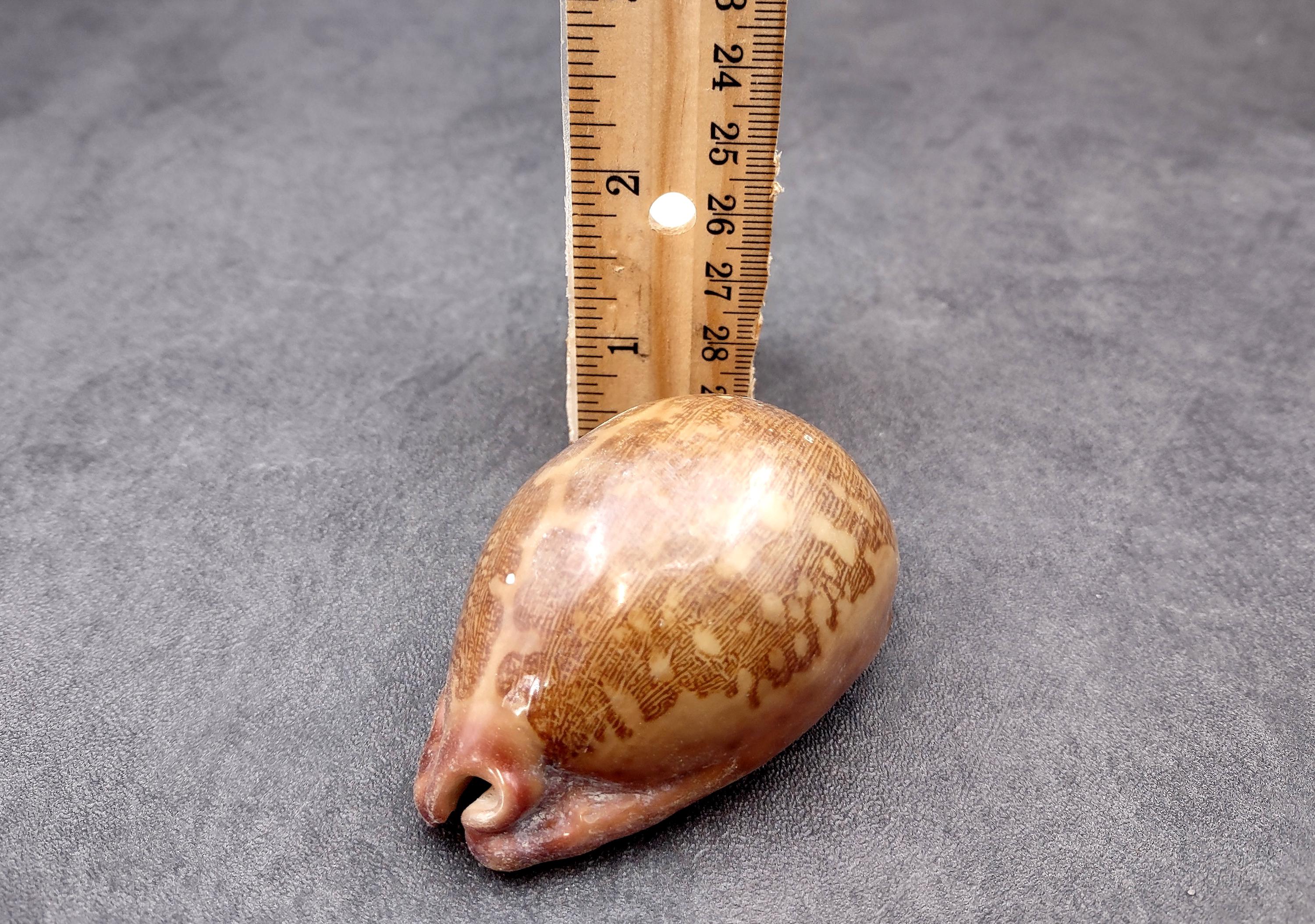 Ancient Map Cowrie Seashell Brown Cypraea Mappa (1 Shell Approx. 2.5 ...