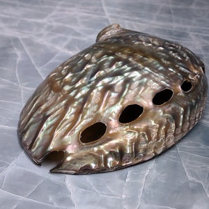 Polished Pink Abalone Haliotis Corrugata 1 Shell 5-6 Inches - Etsy