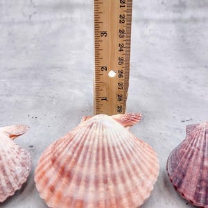 Cloak Scallop Pecten Seashell Pairs Pecten Pallium 3 Pairs Approx. 2 ...
