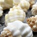 Nutmeg Snail Seashells Cancellara Undulata (15 Shells Approx. 1+ Inches ...