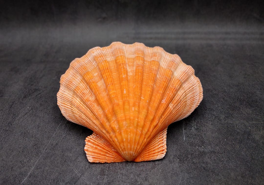 Orange Lion's Paw Scallop Seashell Pecten Subnodosus (1 Shell Approx. 6 ...