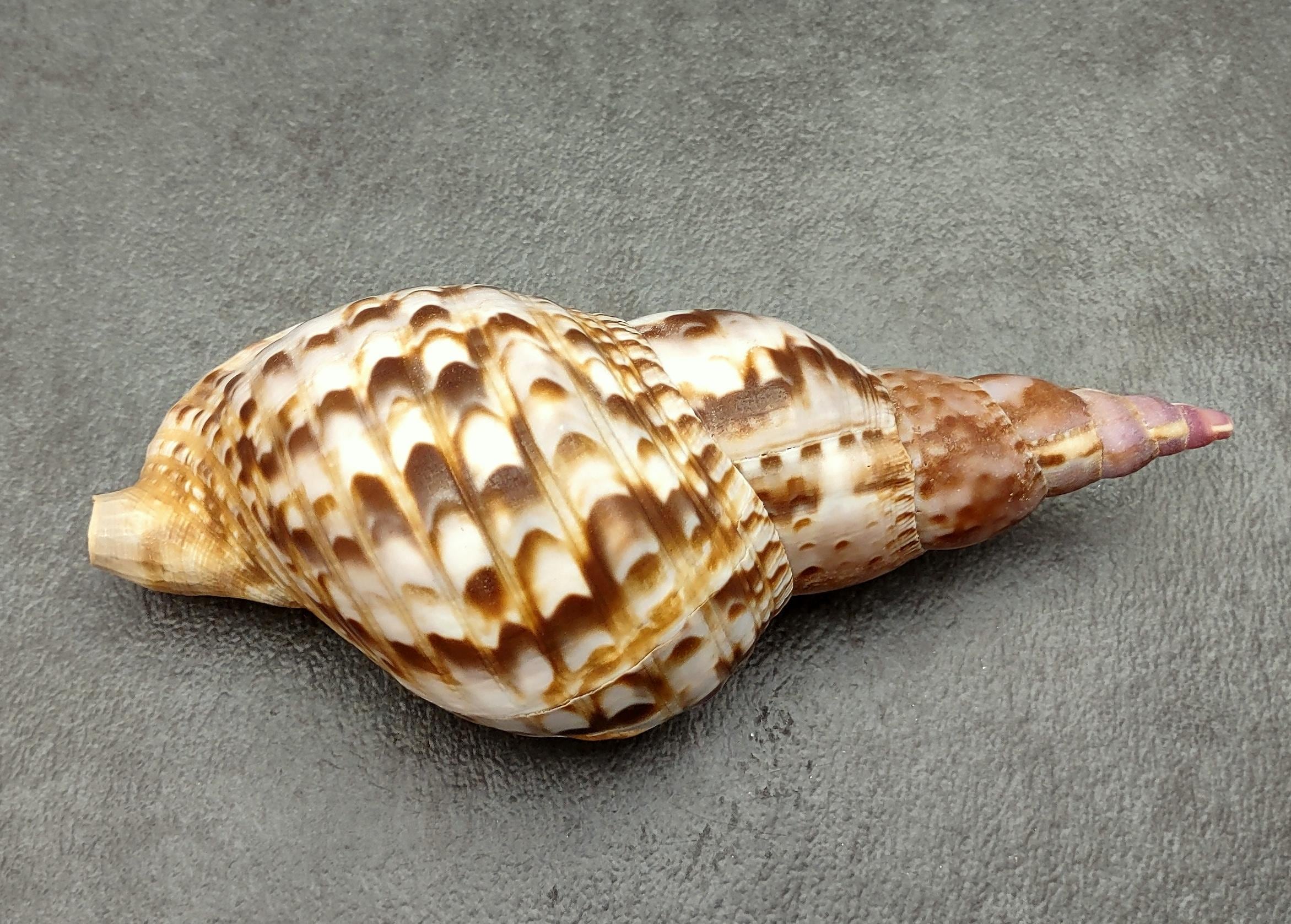 Caribbean Triton Seashell Charonia Tritonis (1 Shell Approx. 6+ Inches ...