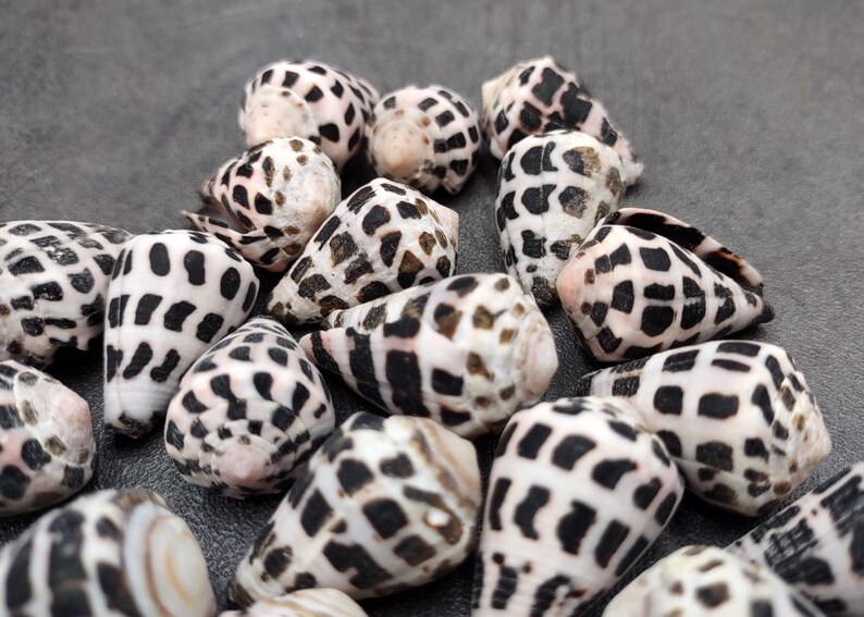 Medium Hebrew Cone Seashells Conus Ebraeus (5 Shells Approx. 1+ Inches ...