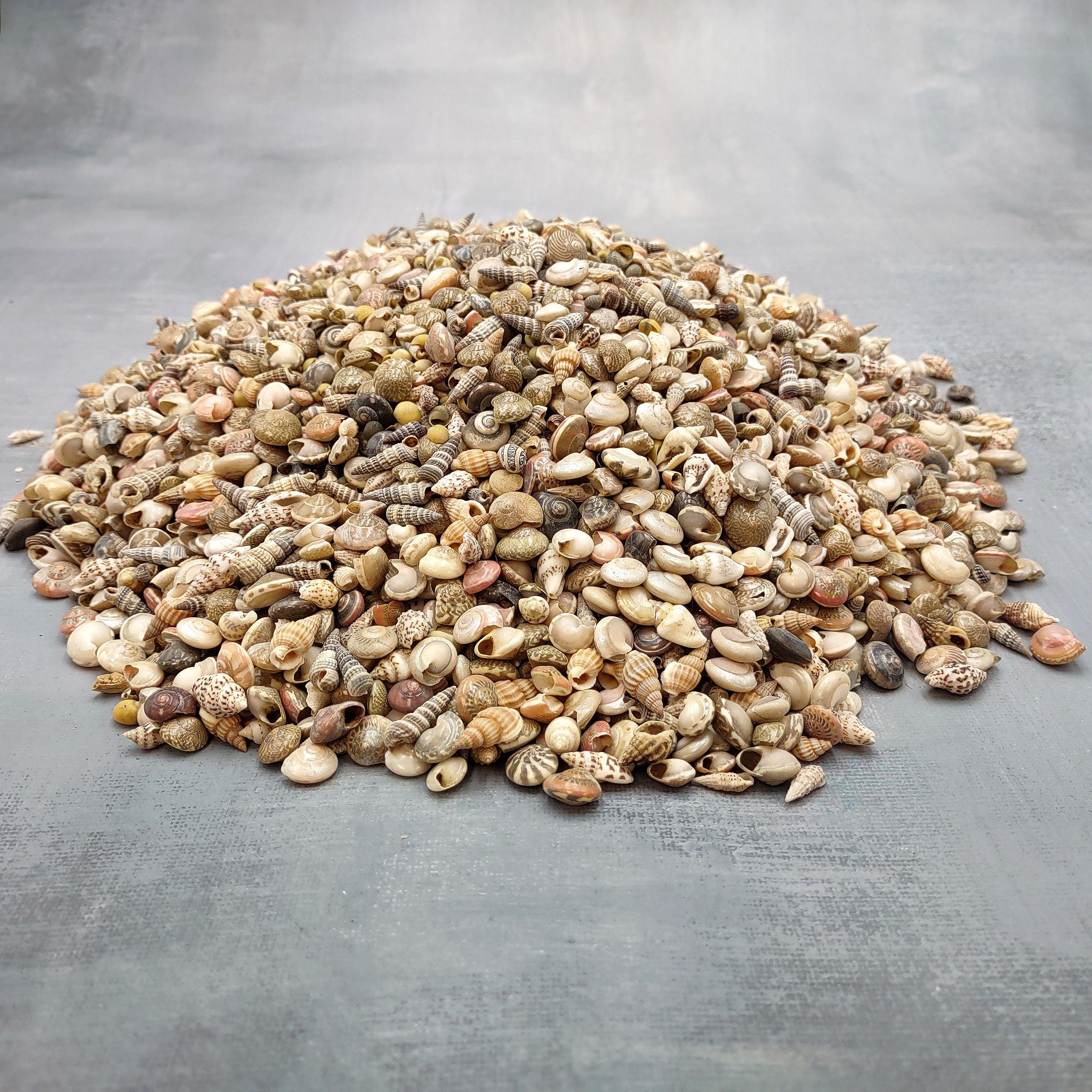 Extra Tiny Seashell Assorted Ocean Mix (approx. 1 Kilogram Shells 0.25 ...