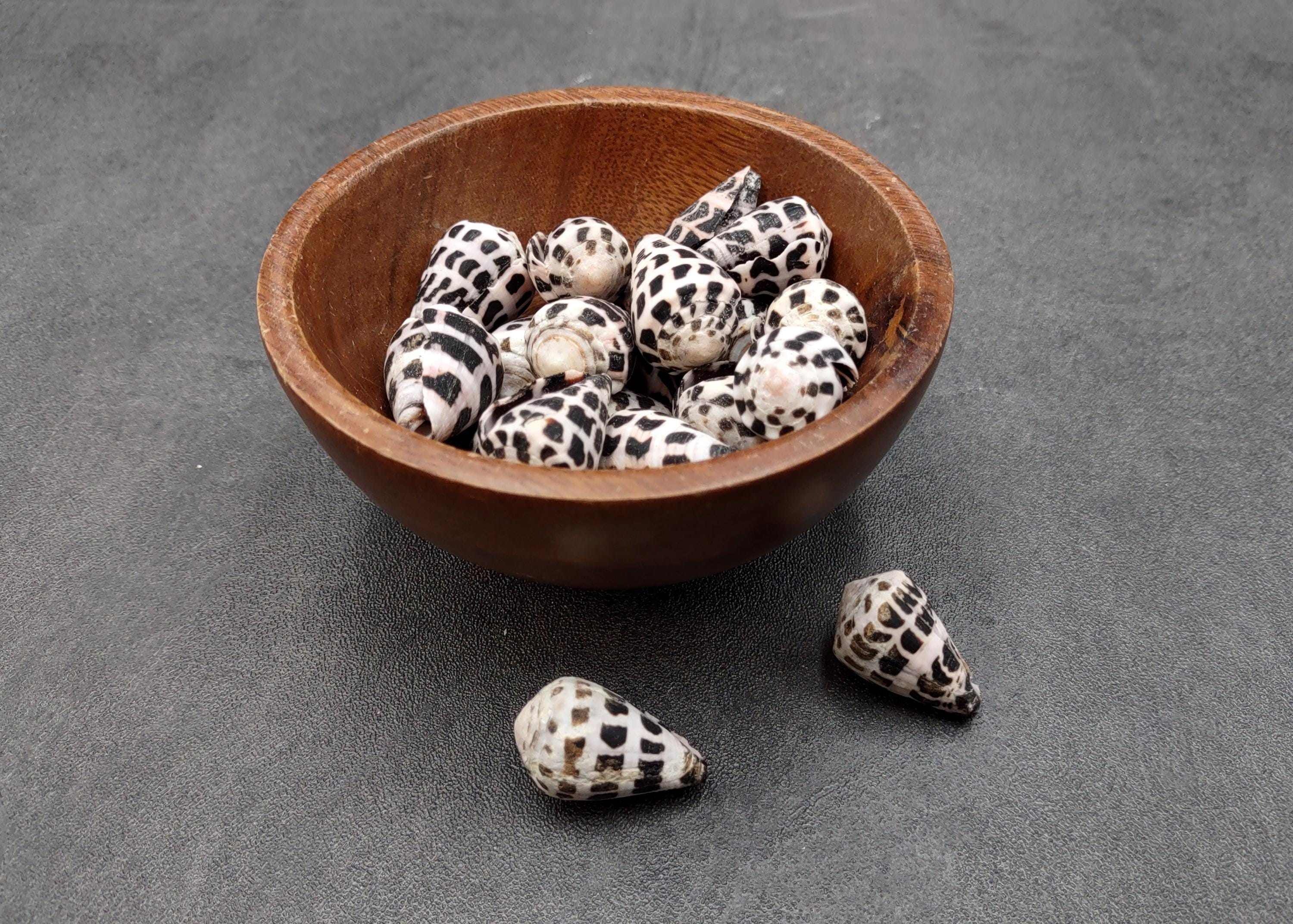 Medium Hebrew Cone Seashells Conus Ebraeus (5 Shells Approx. 1+ Inches ...