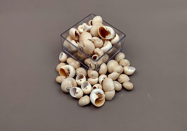 Whale Eye Moon Seashells Polinices Didyma (10 Shells Approx. 1+ Inches ...