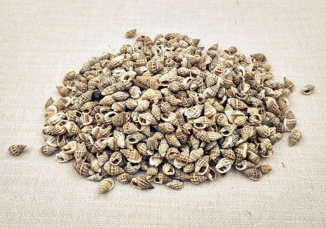 Nassa Persian Mud Snail Seashells Nassarius Persicus approx. One Cup ...