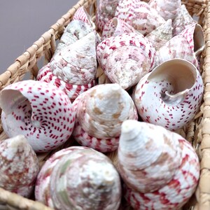 Strawberry Trochus Seashells Red White Rochia Conus (4 Shells Approx. 1 ...