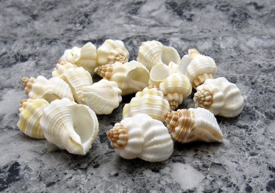 Nutmeg Snail Seashells Cancellara Undulata (15 Shells Approx. 1+ Inches ...