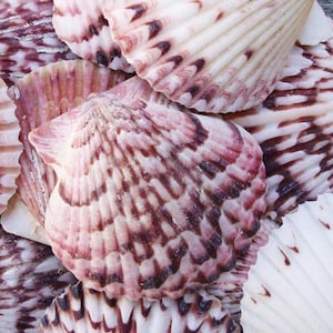 Calico Atlantic Scallop Seashells Argopecten Gibbus 10 Shells Approx. 2 ...