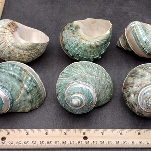 Polished Jade Green Turbo Seashell With Pearlized Stripe Turbo Burgessi ...