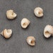 Coronate Prickly Winkle Seashells tectarius Coronatus 6 Shells Approx ...