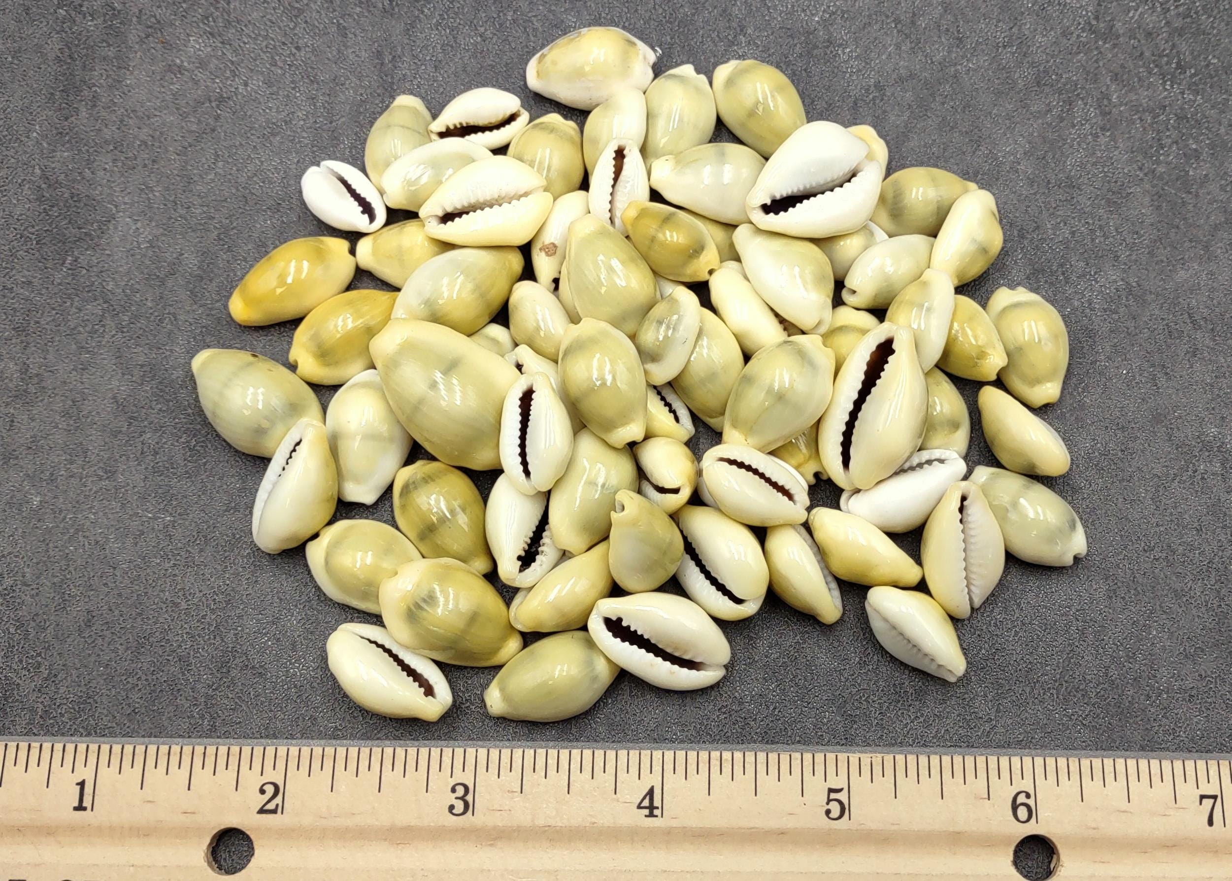 Money Cowrie Seashells Bulk Cypraea Moneta (approx. Half Cup 35+ Shells ...