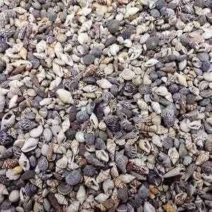 Extra Tiny Seashell Assorted Ocean Mix (approx. 1 Cup of Shells 0.25 ...