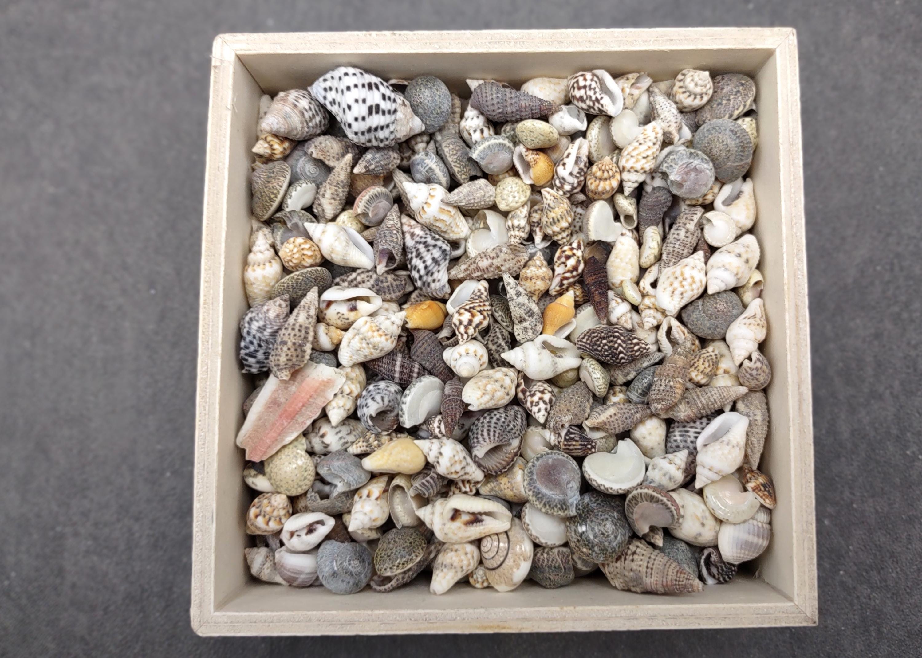 Extra Tiny Seashell Assorted Ocean Mix (approx. 1 Kilogram Shells 0.25 ...