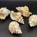 Giant Frog Seashell Bursa Bubo (1 Shell 4+ Inches) Lovely Shells for ...