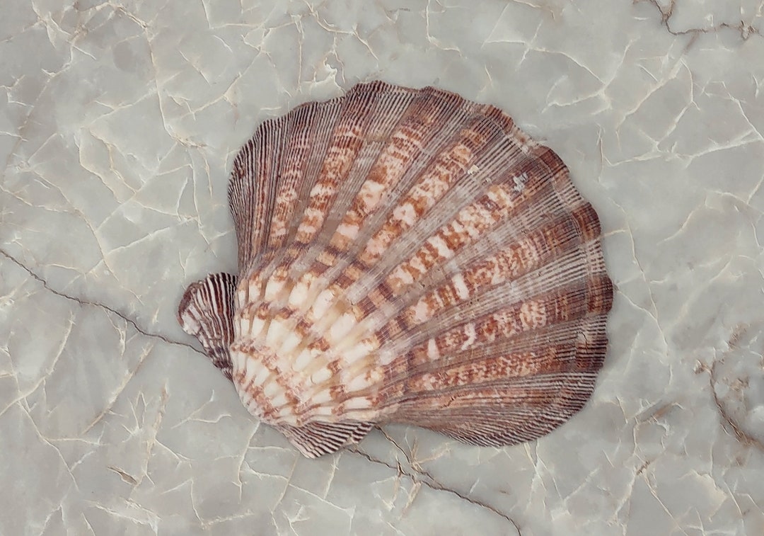 Lion's Paw Scallop Pecten Subnodosus 1 Shell Approx. - Etsy