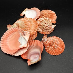 Amber Orange Scallop Seashell Halves Noble Pecten Nobolis (approx ...