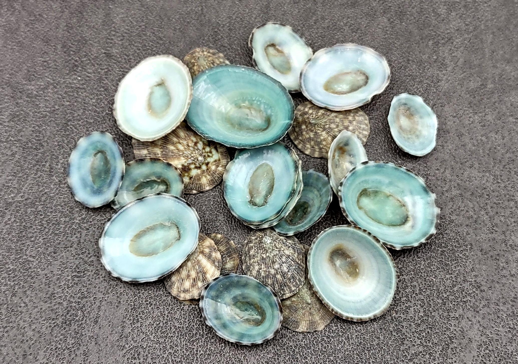 Green Limpet Seashells Sutorria Mesoleuca (approx. 0.125 Cup +/-35 ...