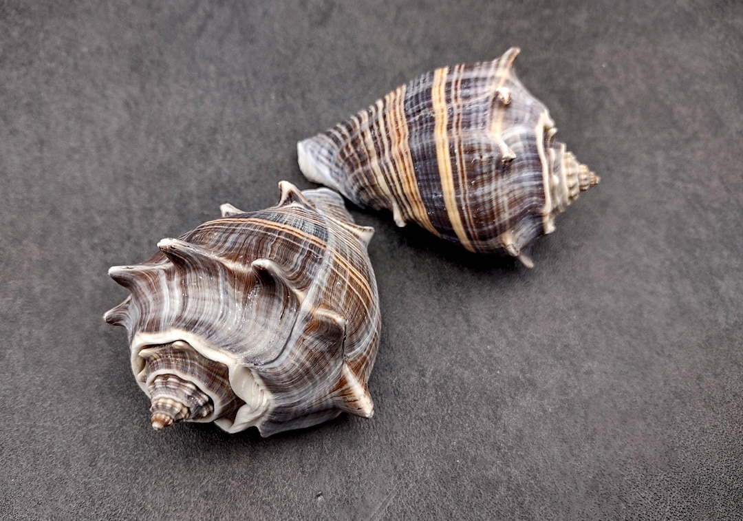 King Crown Conch Seashells Brown Striped Melongena Corona (2 Shells ...