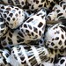 Large Hebrew Cone Seashells Conus Ebraeus White Black Spots 5 Shells ...