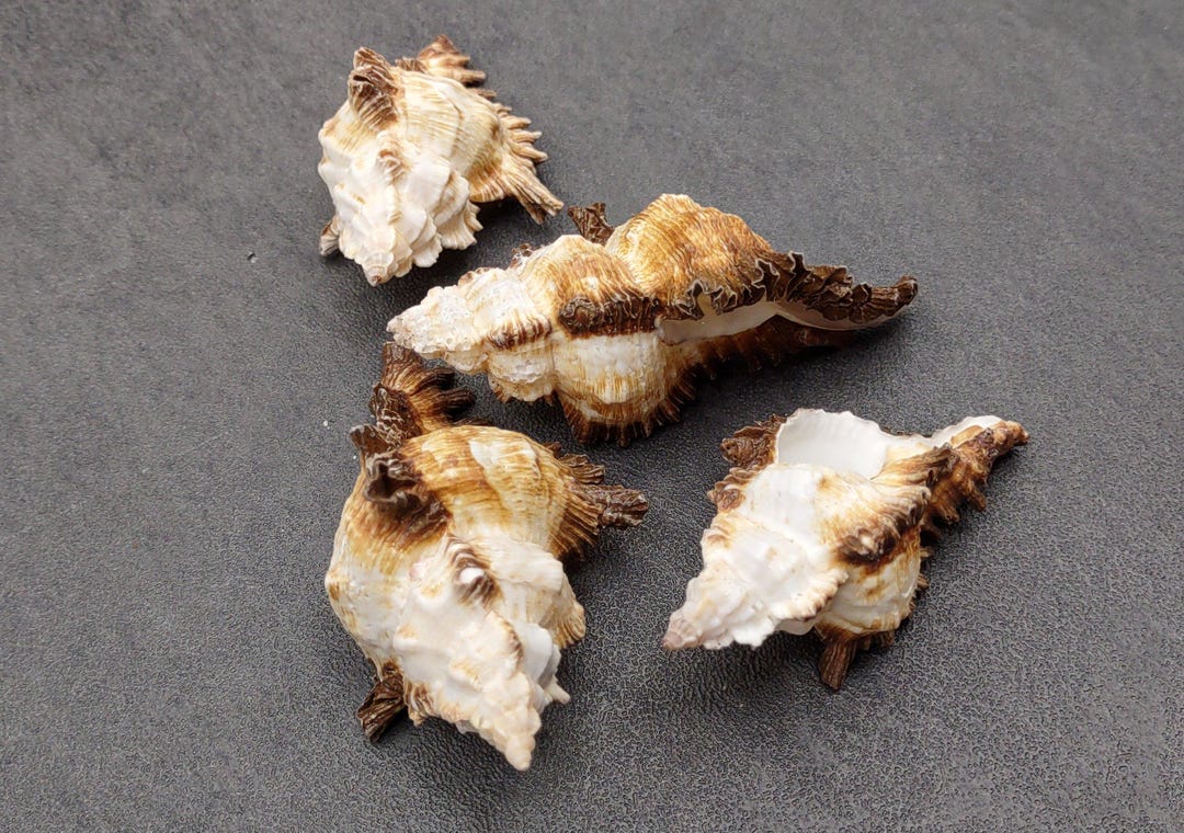 Endive Murex Seashells Murex Indivia (4 Shells Approx. 2+ Inches ...